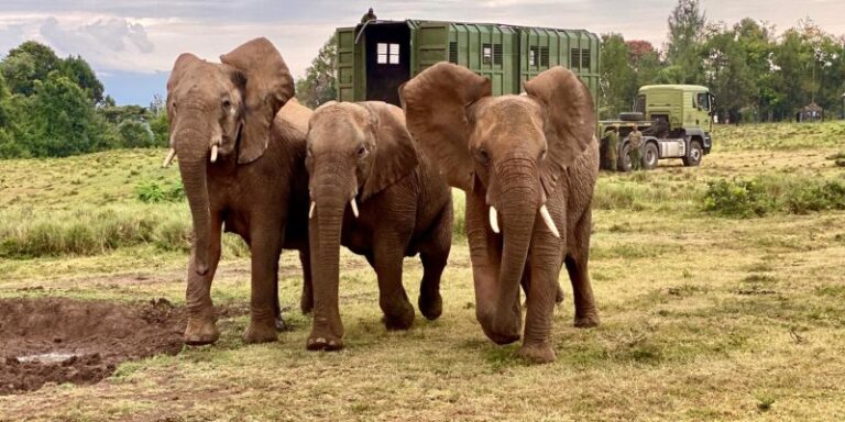 Mwea National Reserve Entrance Fees | Location | Animals